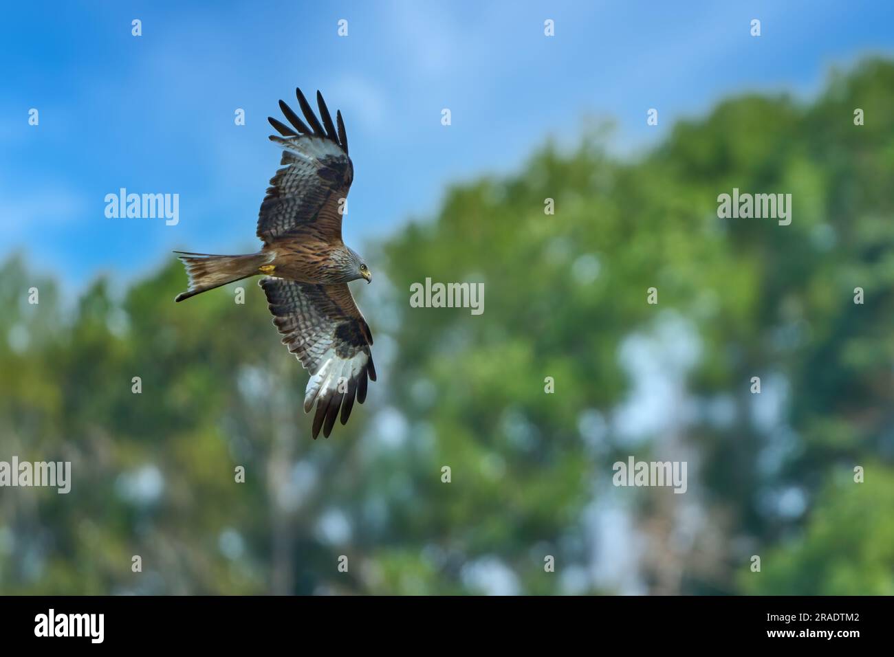 Red kite (Milvus milvus) flying by in front of green trees in summer ...