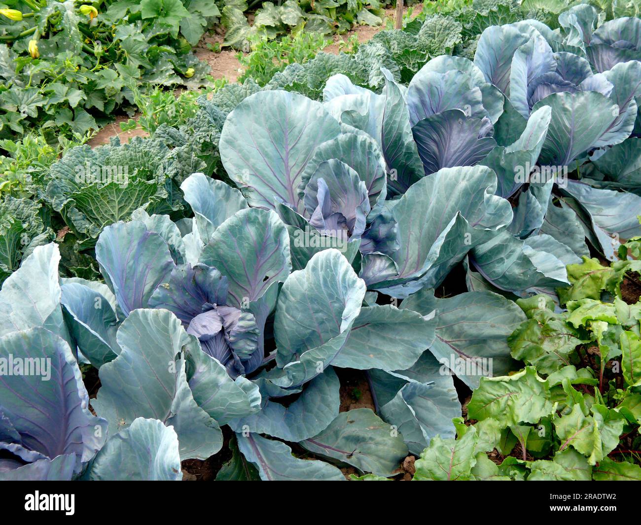 Vegetable Garden, Blue Cabbage Stock Photo - Alamy