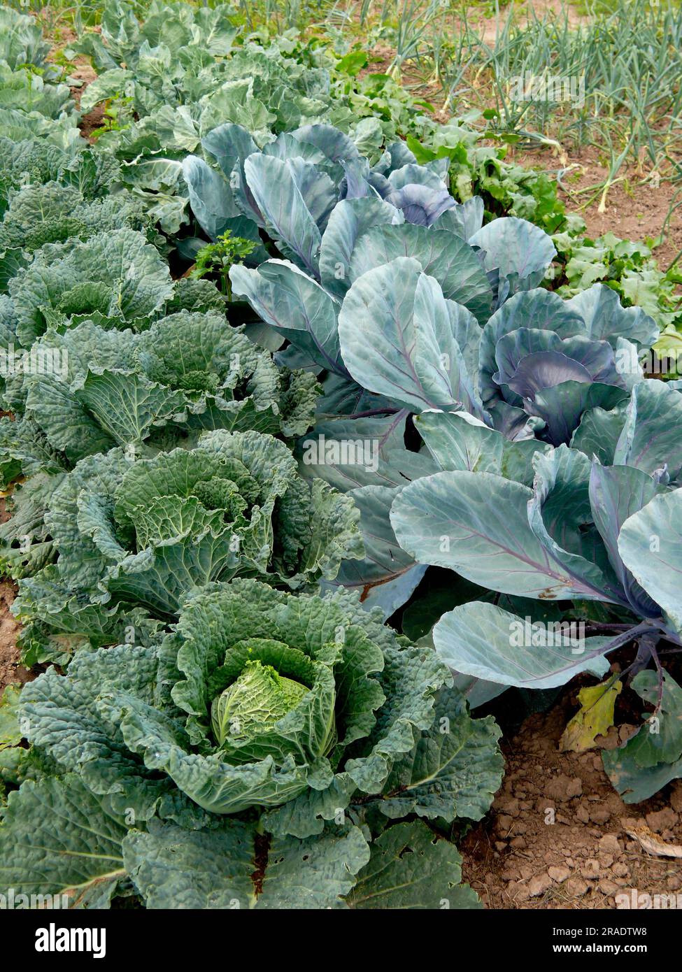 Savoy cabbage with blue cabbage in the garden Stock Photo - Alamy