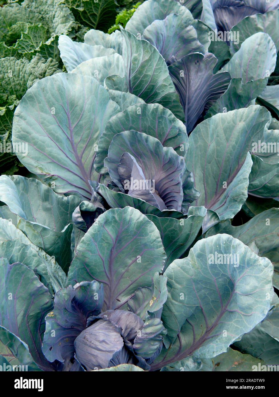 Vegetable Garden, Blue Cabbage Stock Photo - Alamy