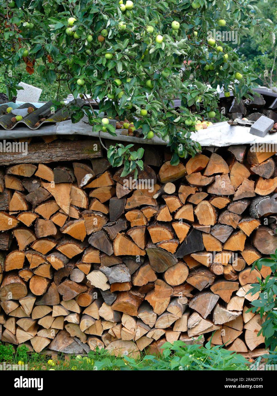 Firewood on the apple tree Stock Photo - Alamy