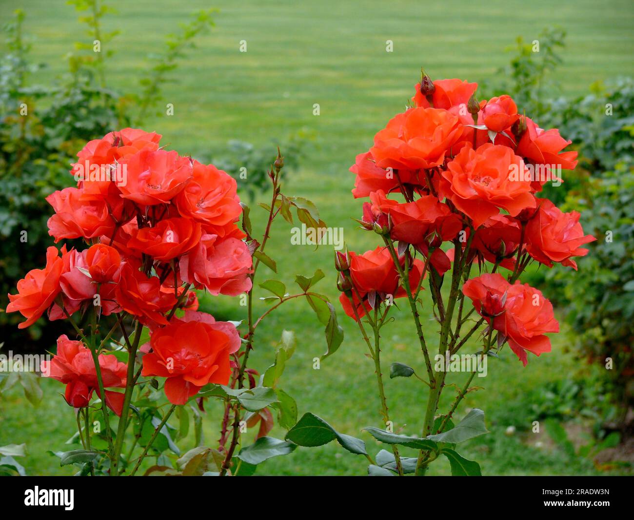 Red/orange shrub roses, fireworks Stock Photo - Alamy