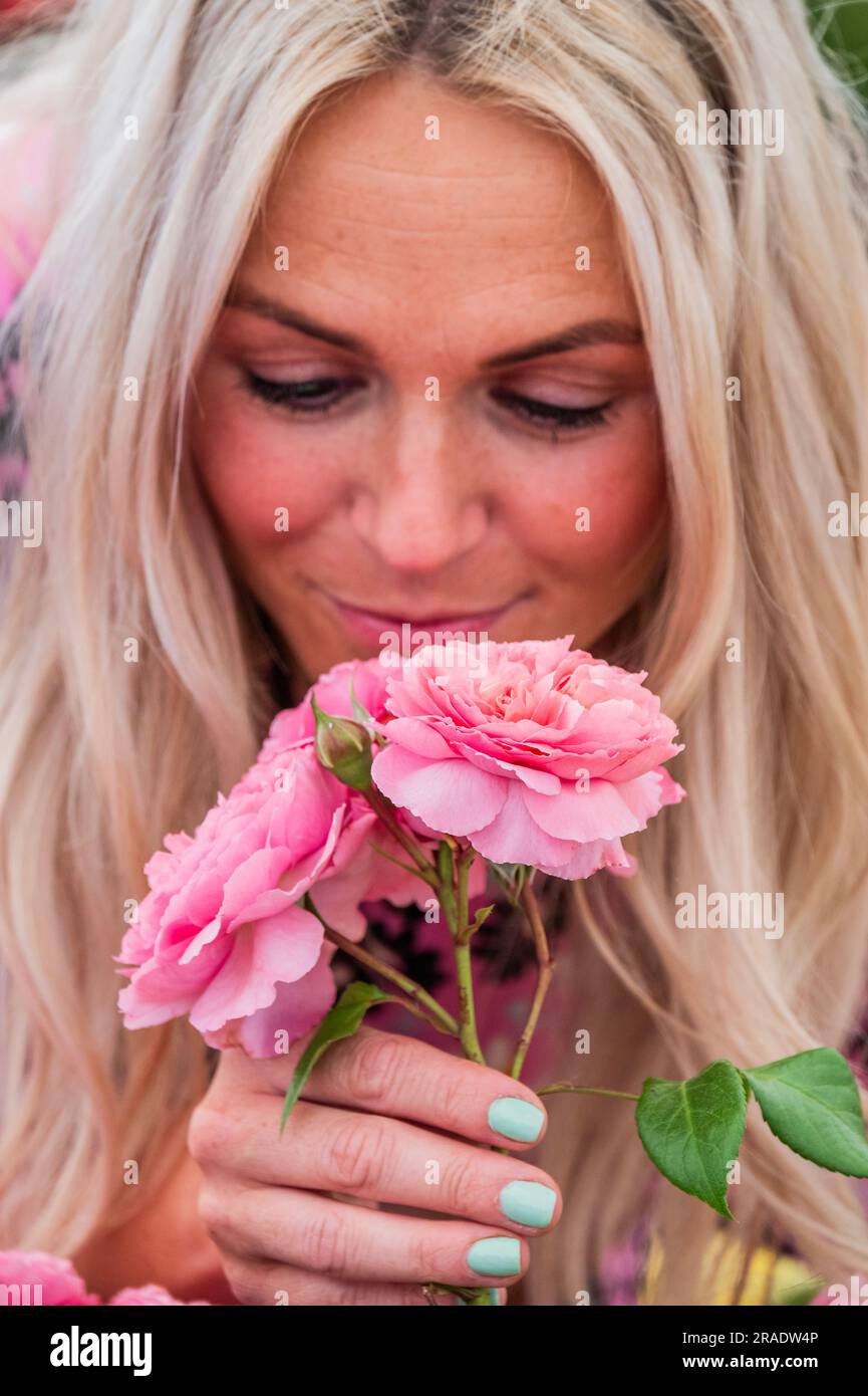 London, UK. 3rd July, 2023. David Austin roses, including the Penelope ...