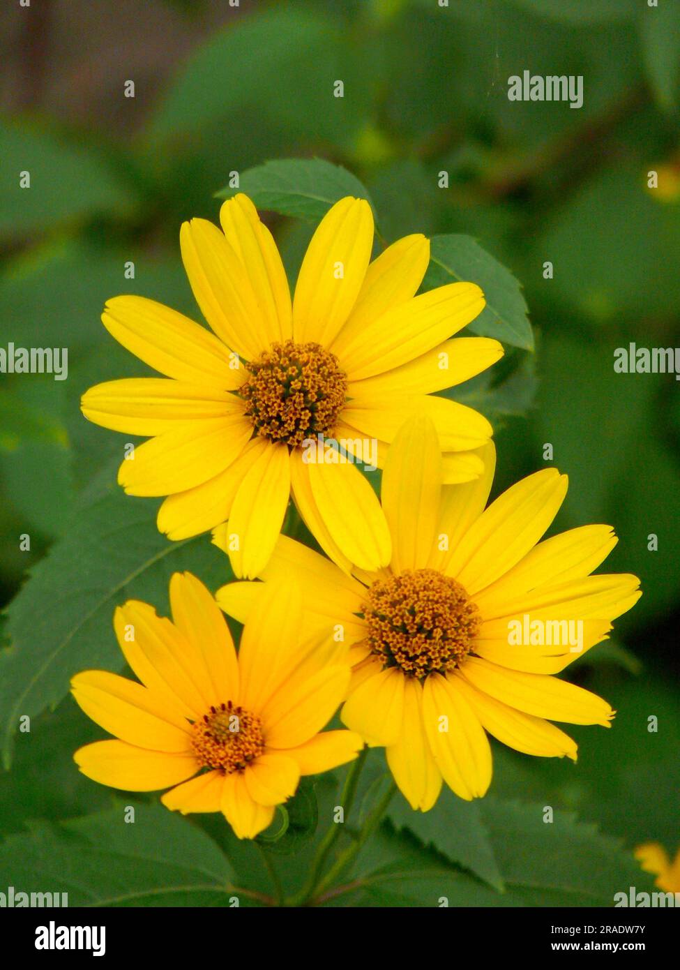 Desert gold aster flowering in the garden, Eriophyllum lanatum Stock Photo - Alamy