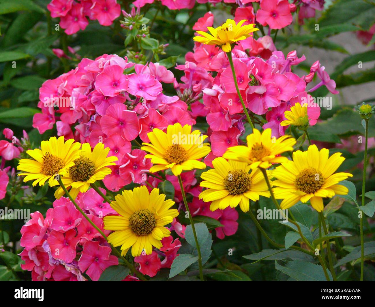 Desert gold aster flowering in the garden, Eriophyllum lanatum, Phlox flowering in the garden ...