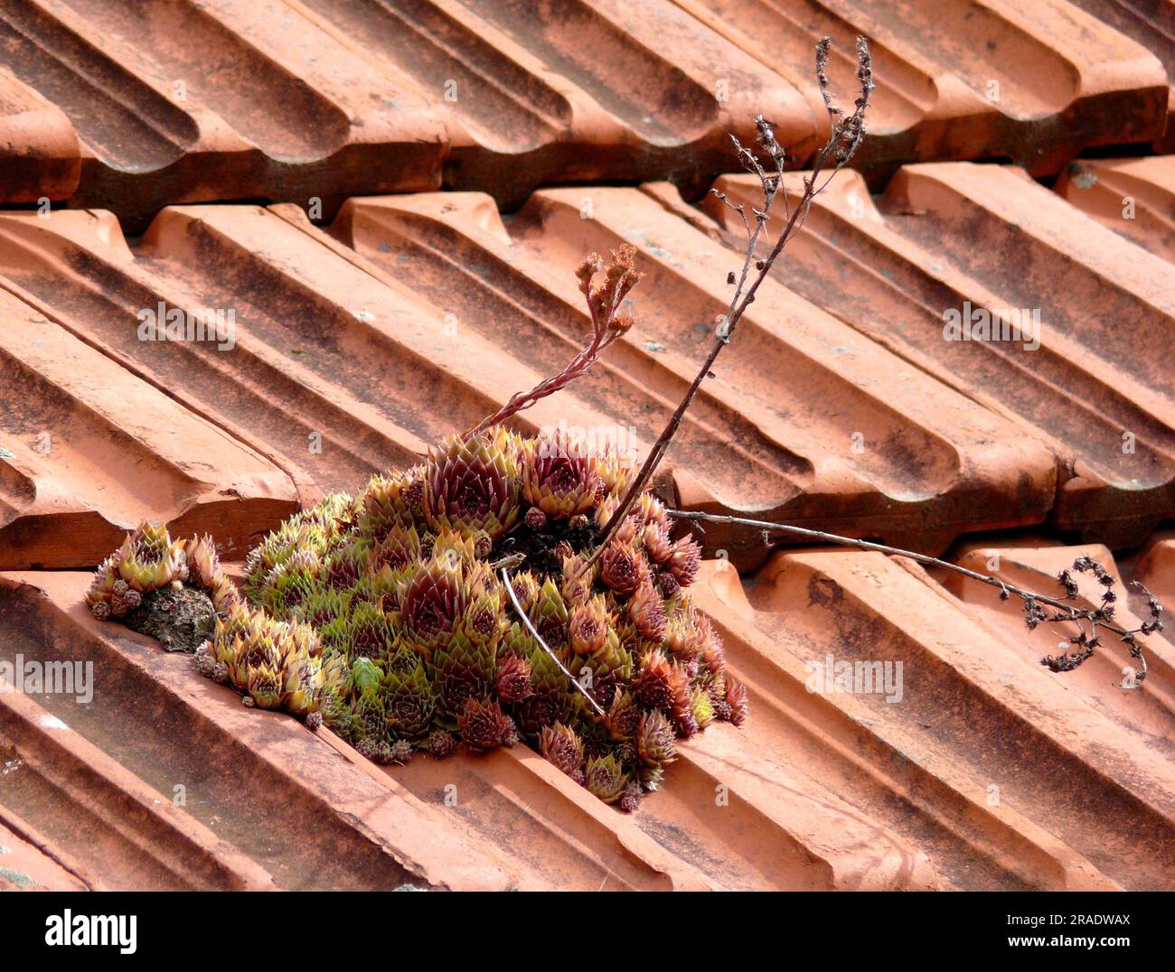 Houseleek on tiled roof Stock Photo - Alamy