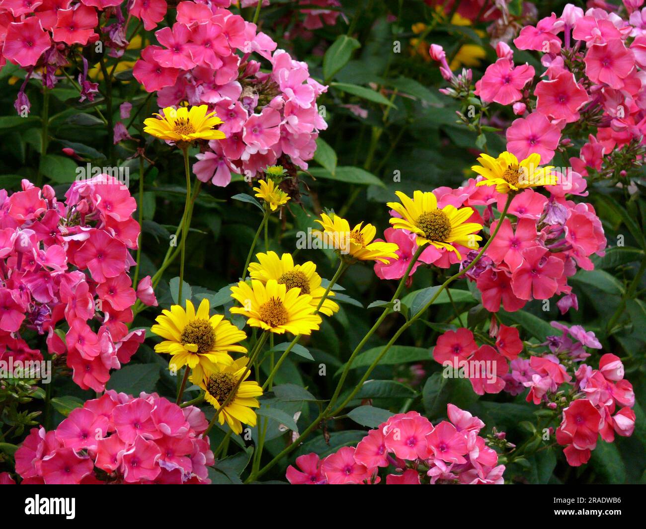 Desert gold aster flowering in the garden, Eriophyllum lanatum, Phlox flowering in the garden ...