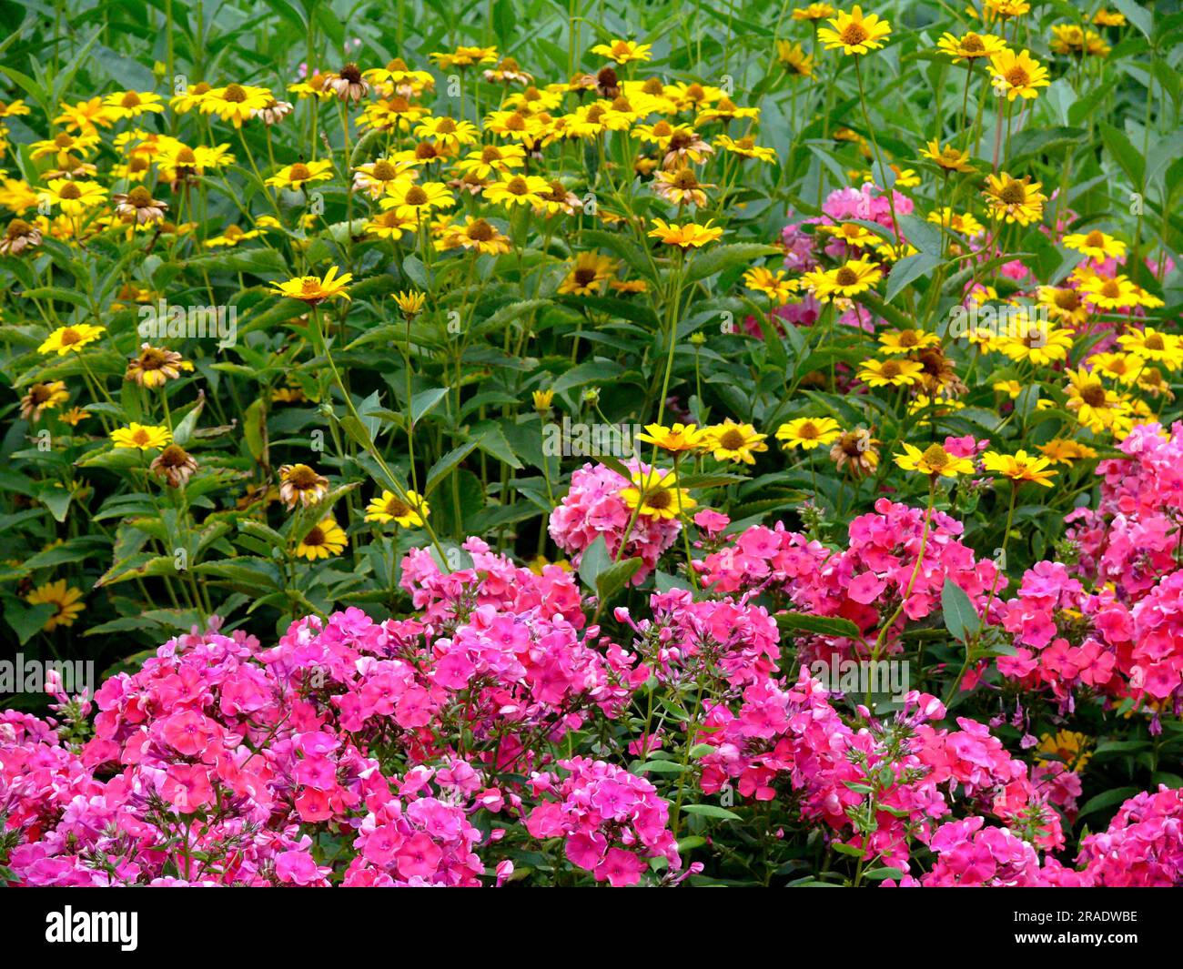 Phlox flowering in the garden, Desert gold aster flowering in the garden, Eriophyllum lanatum ...