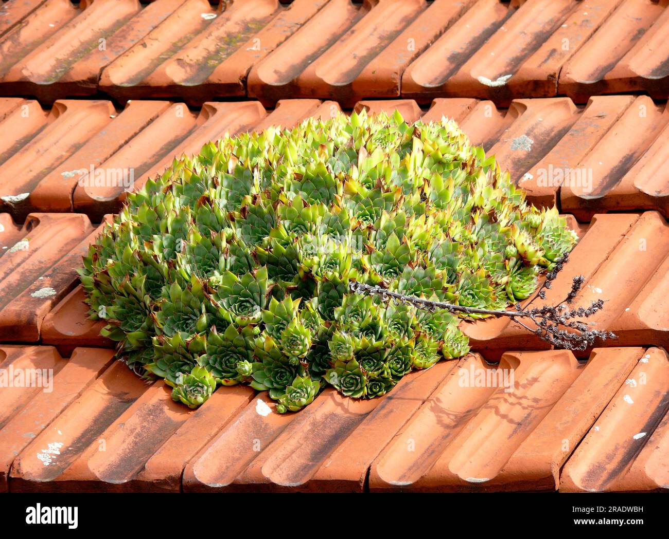 Houseleek on tiled roof Stock Photo - Alamy