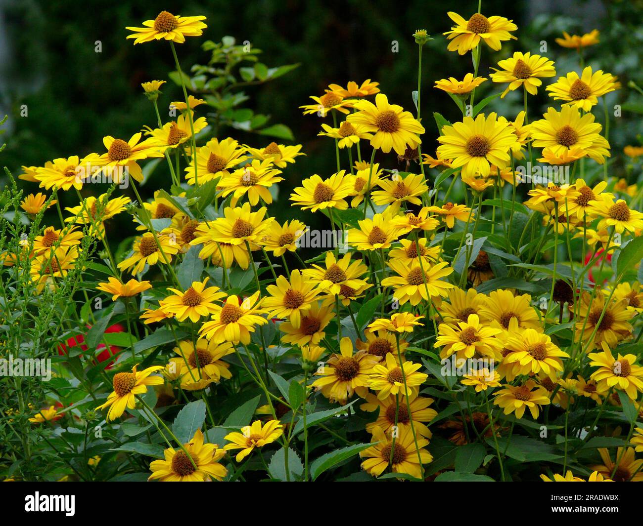 Desert gold aster flowering in the garden, Eriophyllum lanatum Stock Photo - Alamy