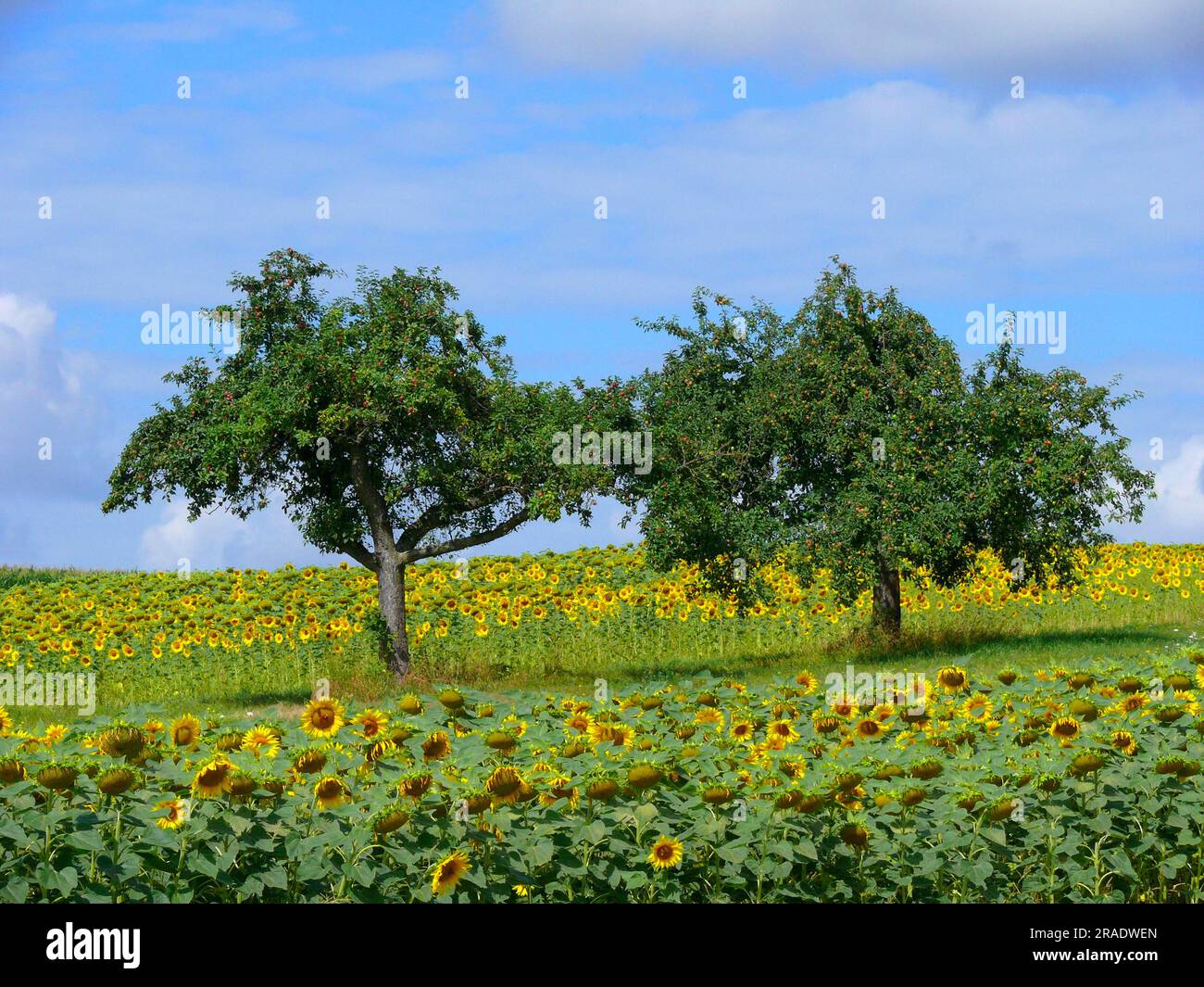 Fruit trees between sunflower field, apple trees Stock Photo - Alamy