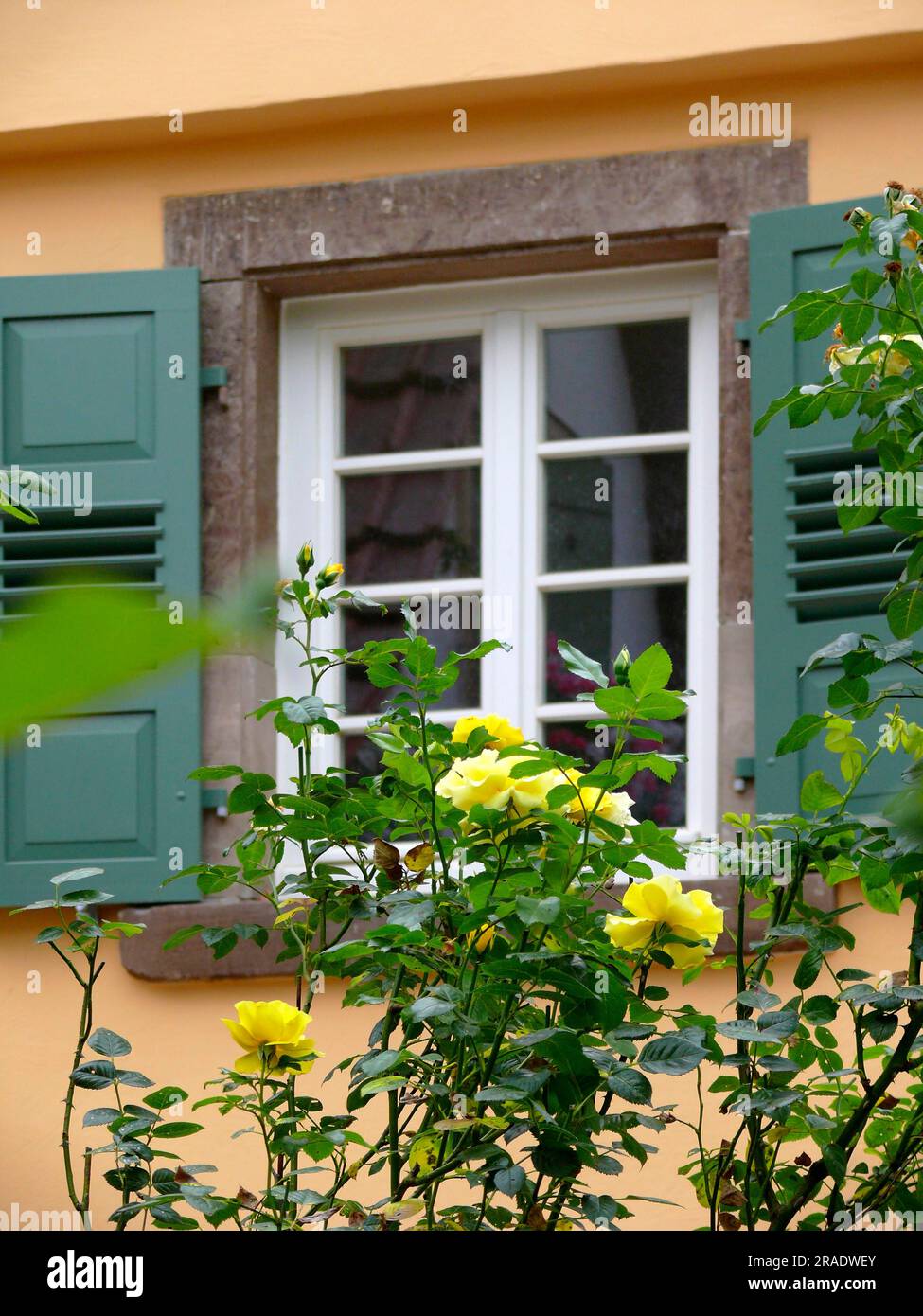 Yellow shrub roses in front of the window Stock Photo - Alamy