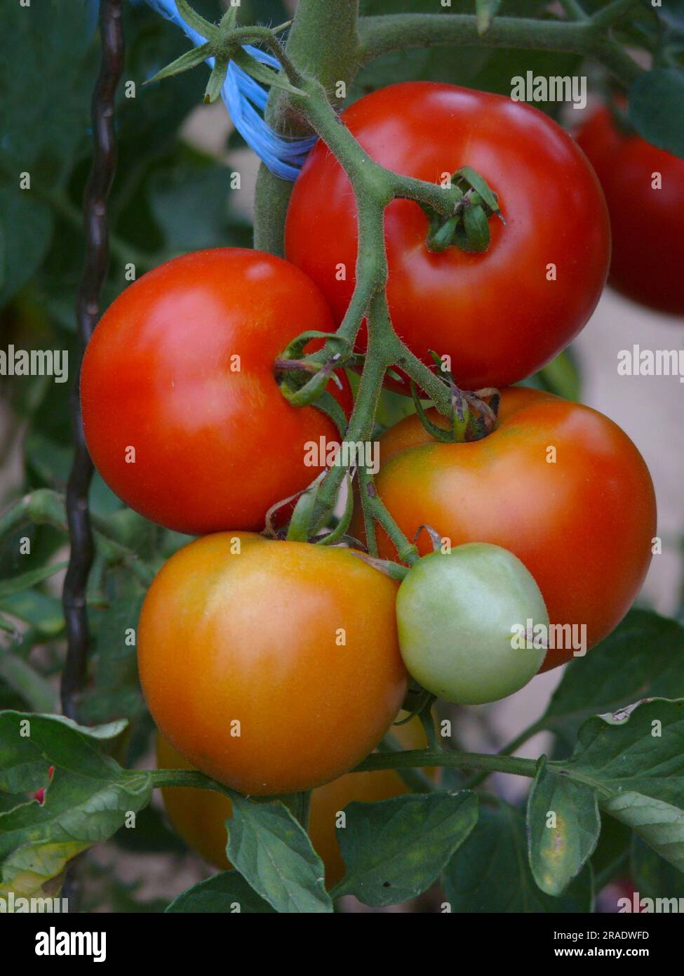 Ripe and unripe tomatoes on the vine Stock Photo - Alamy