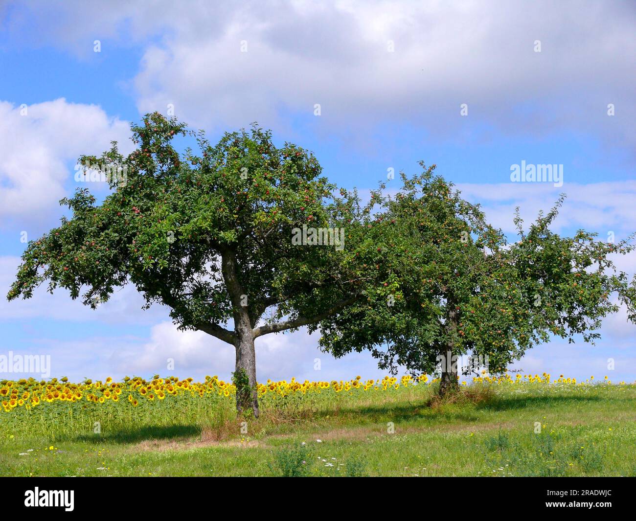 Fruit trees at the sunflower field, apple trees Stock Photo - Alamy