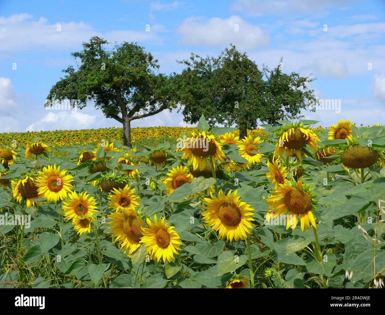 Fruit trees between sunflower field, apple trees Stock Photo - Alamy