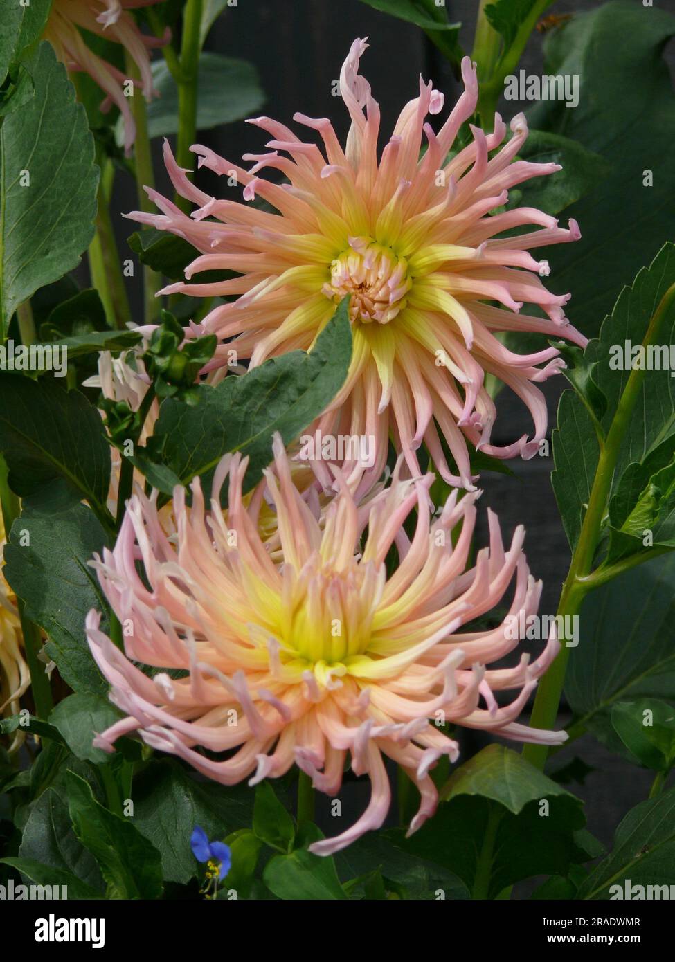 Cactus, Dahlia flowering in the garden, Dahlia Hybride Stock Photo - Alamy