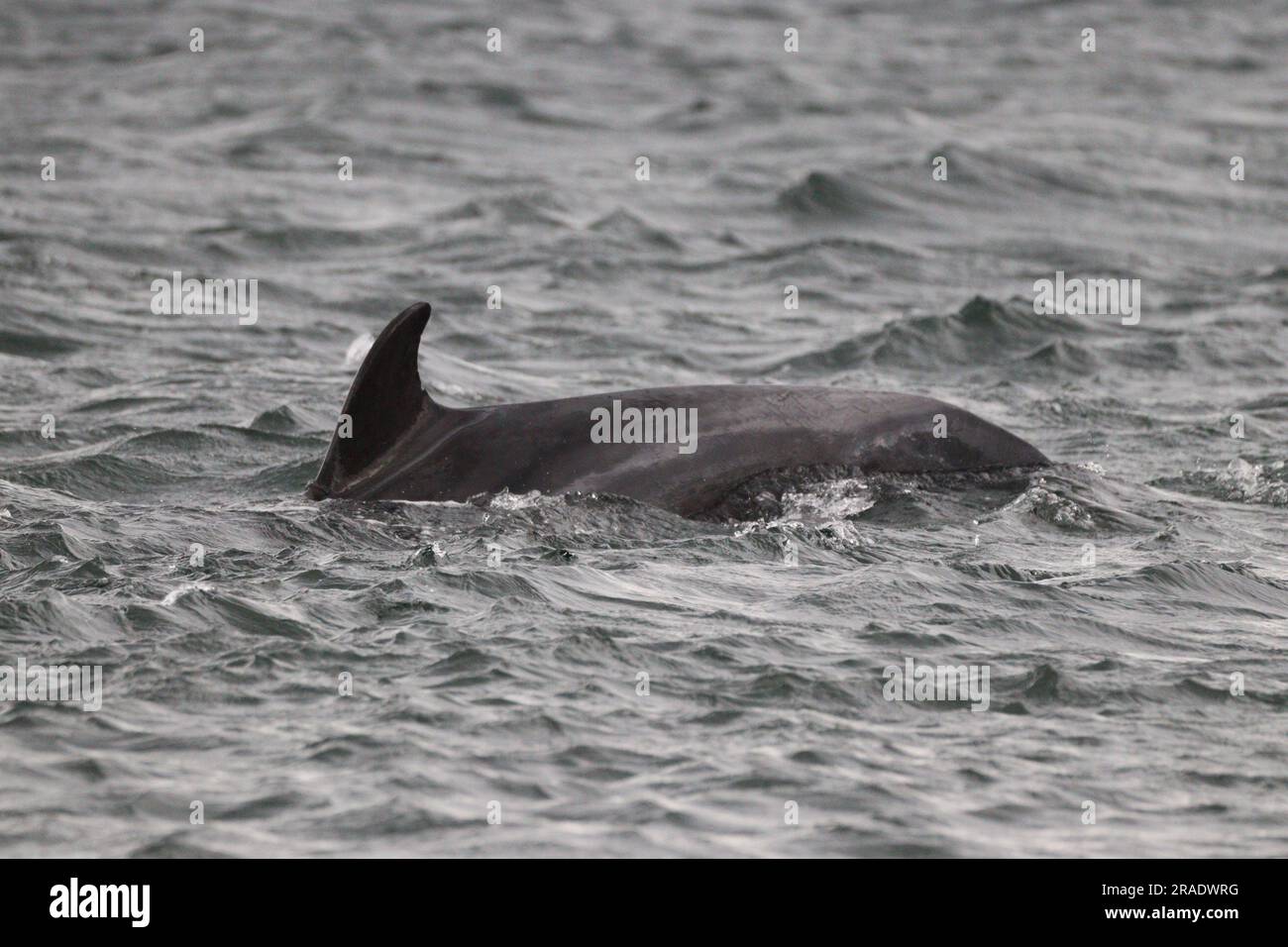 Dolphin underwater scotland hi-res stock photography and images - Alamy