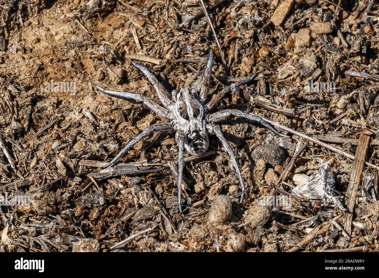 Great Fox-spider (Alopecosa fabrilis) a large spider in the family ...