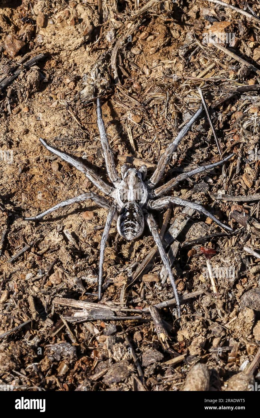 Great Fox-spider (Alopecosa fabrilis) a large spider in the family ...