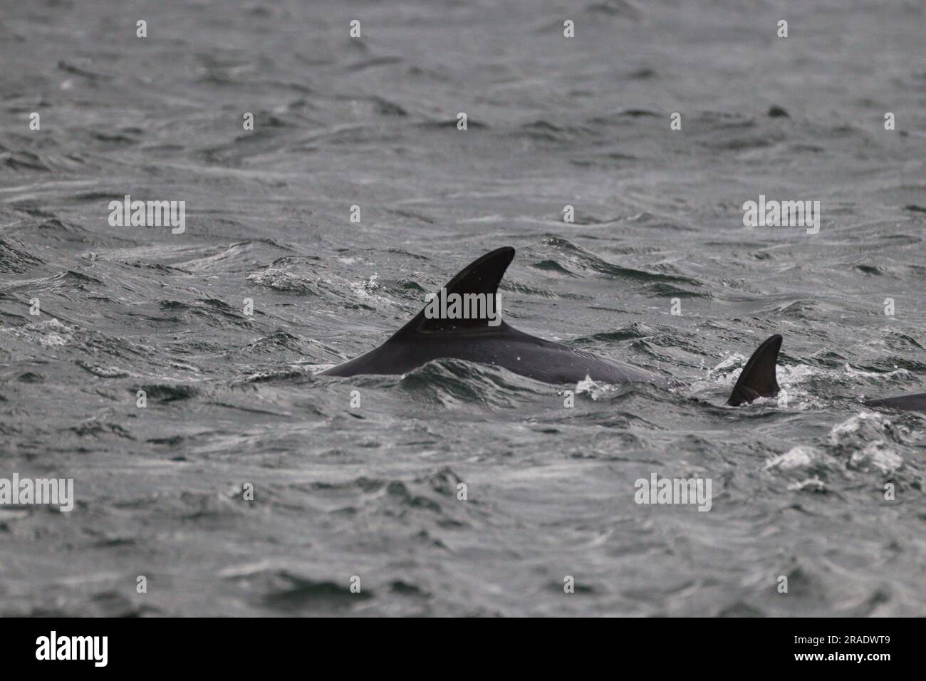 Dolphin underwater scotland hi-res stock photography and images - Alamy