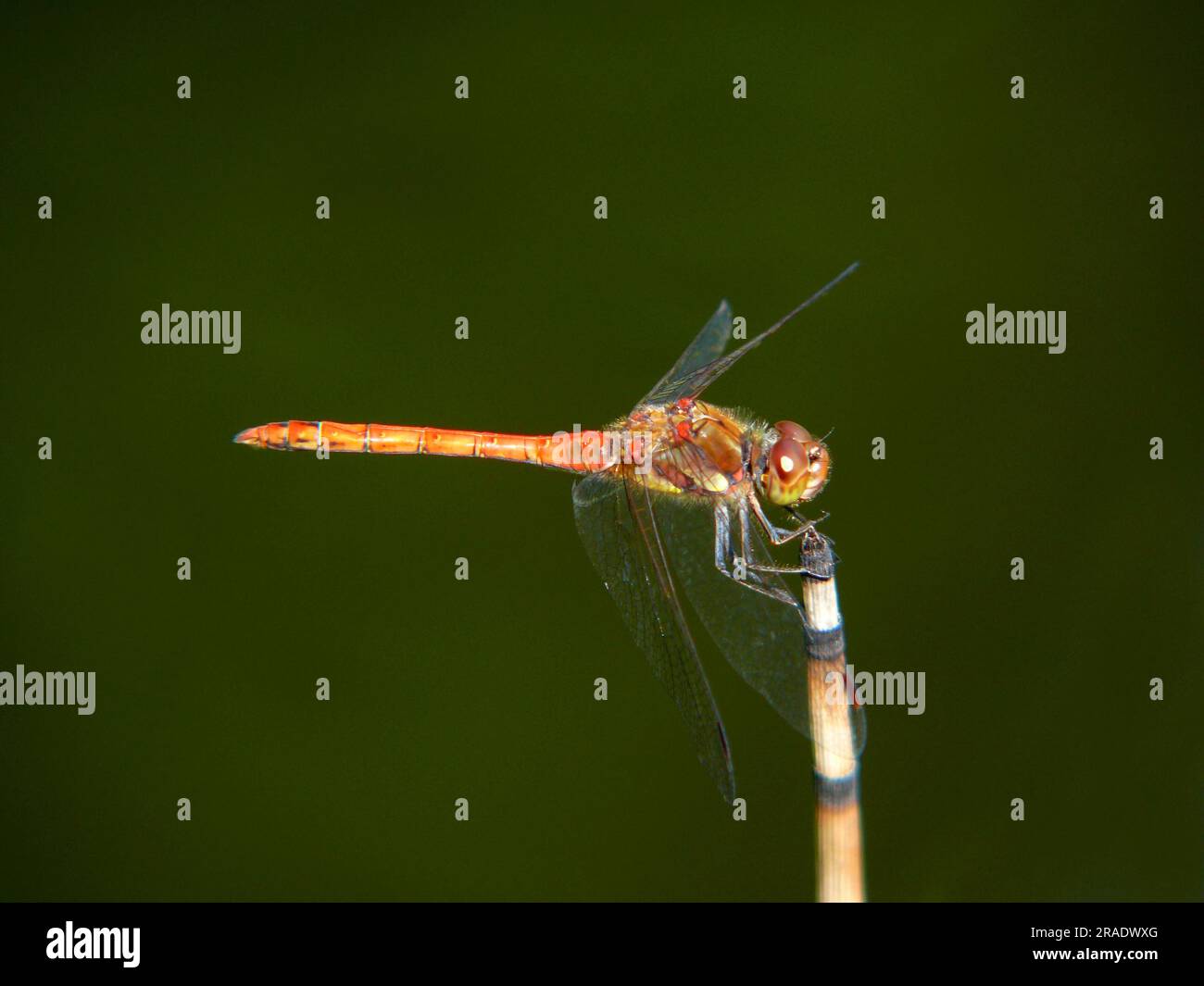 Dragonfly at the edge of the pond, Four-spotted dragonfly, Libellula ...