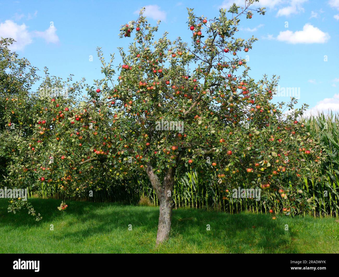 Melrose apple hi-res stock photography and images - Alamy
