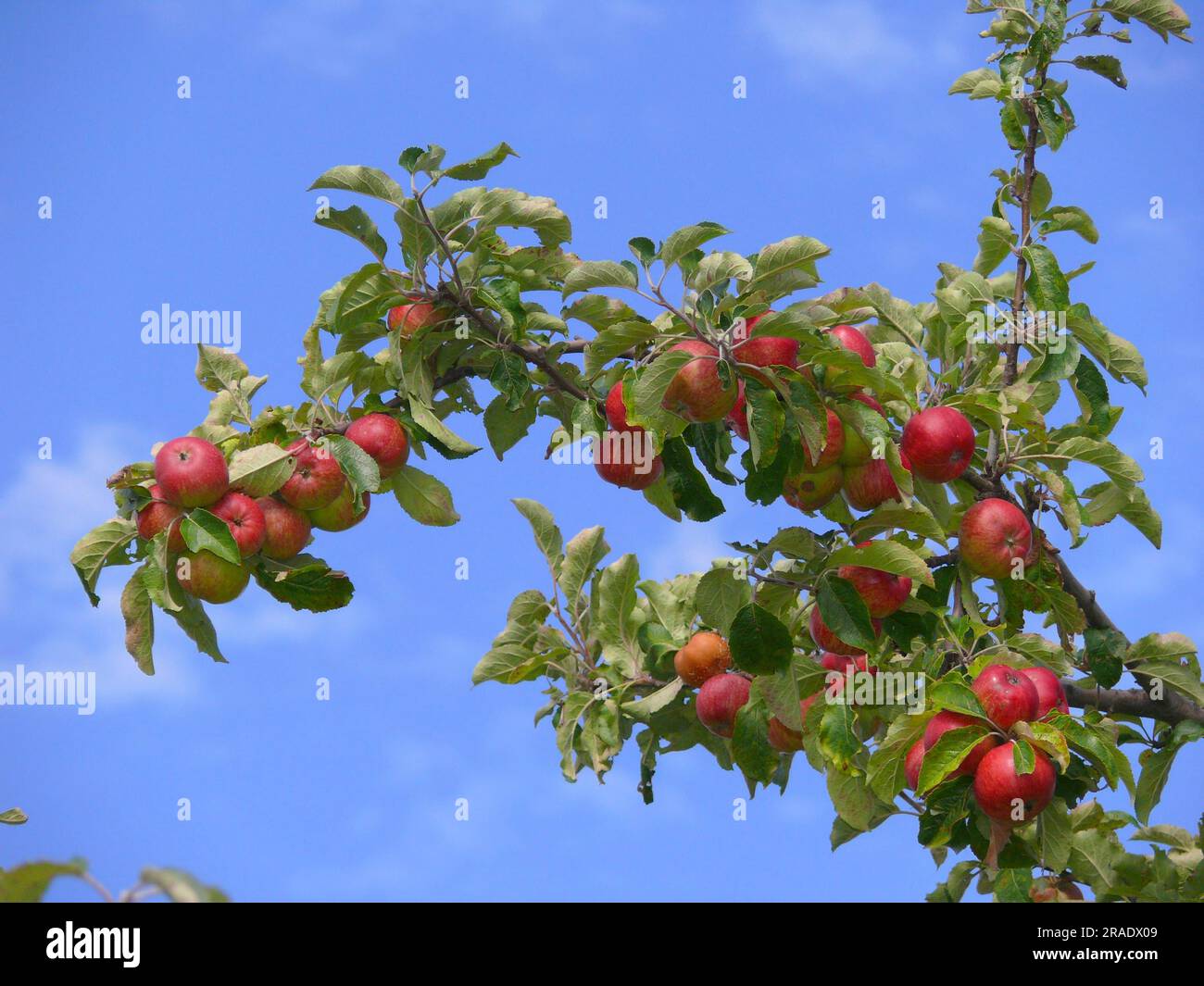 Flour rose, apples on a branch Stock Photo - Alamy