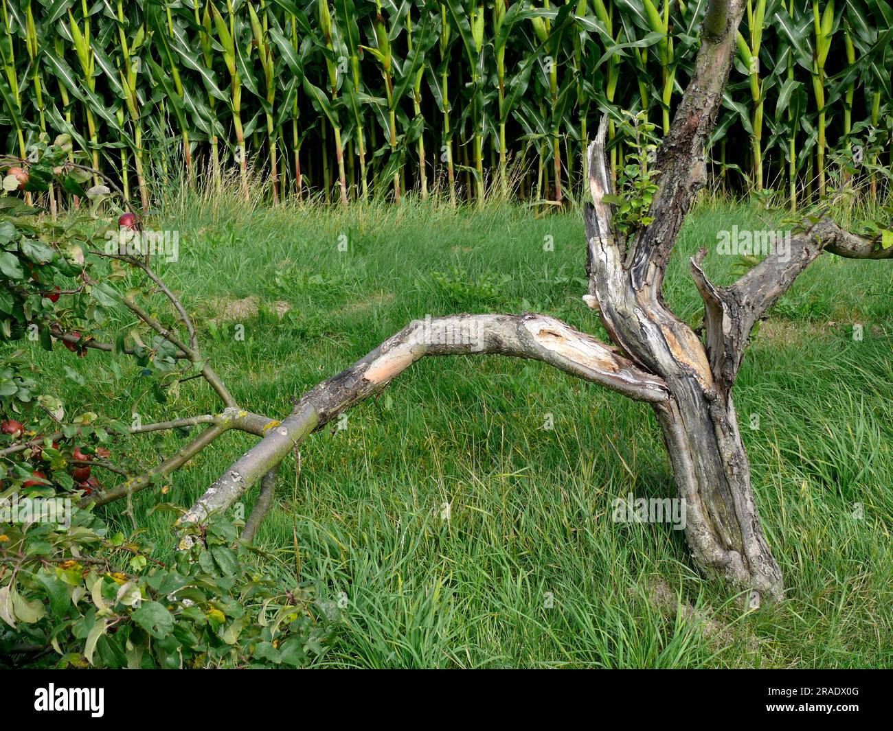 Dead fruit tree hi-res stock photography and images - Alamy