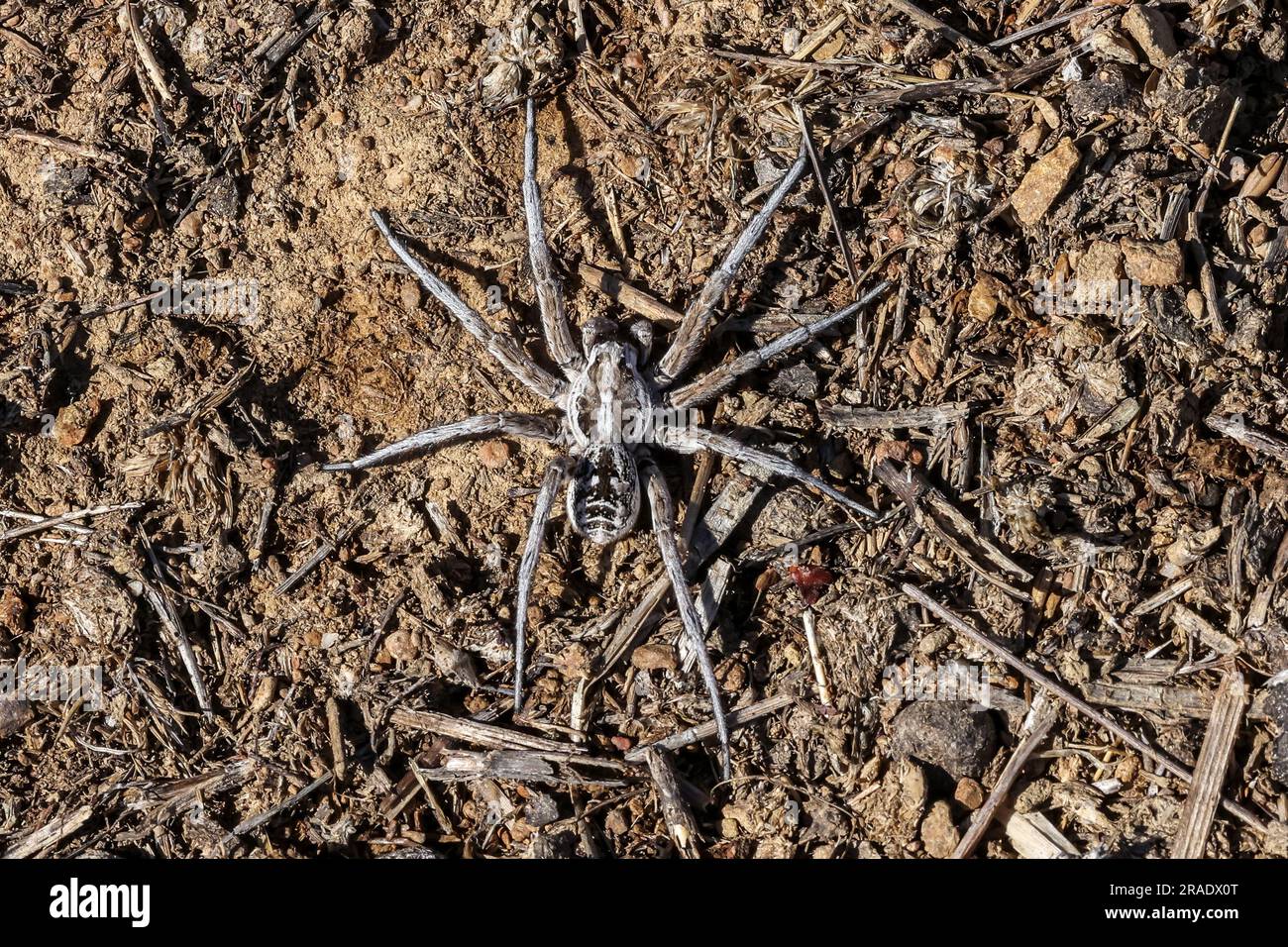 Great Fox-spider (Alopecosa fabrilis) a large spider in the family ...