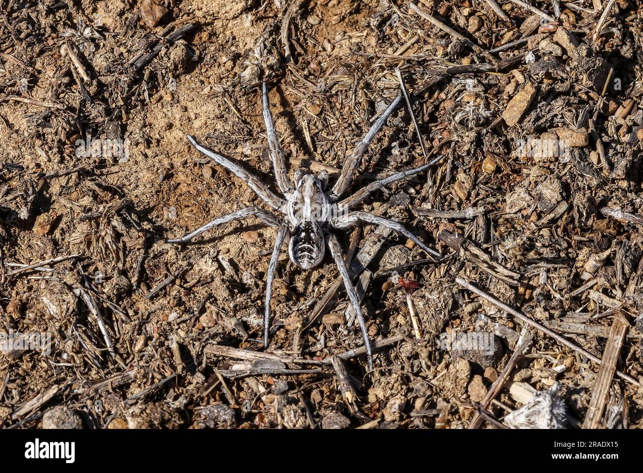 Great Fox-spider (Alopecosa fabrilis) a large spider in the family ...