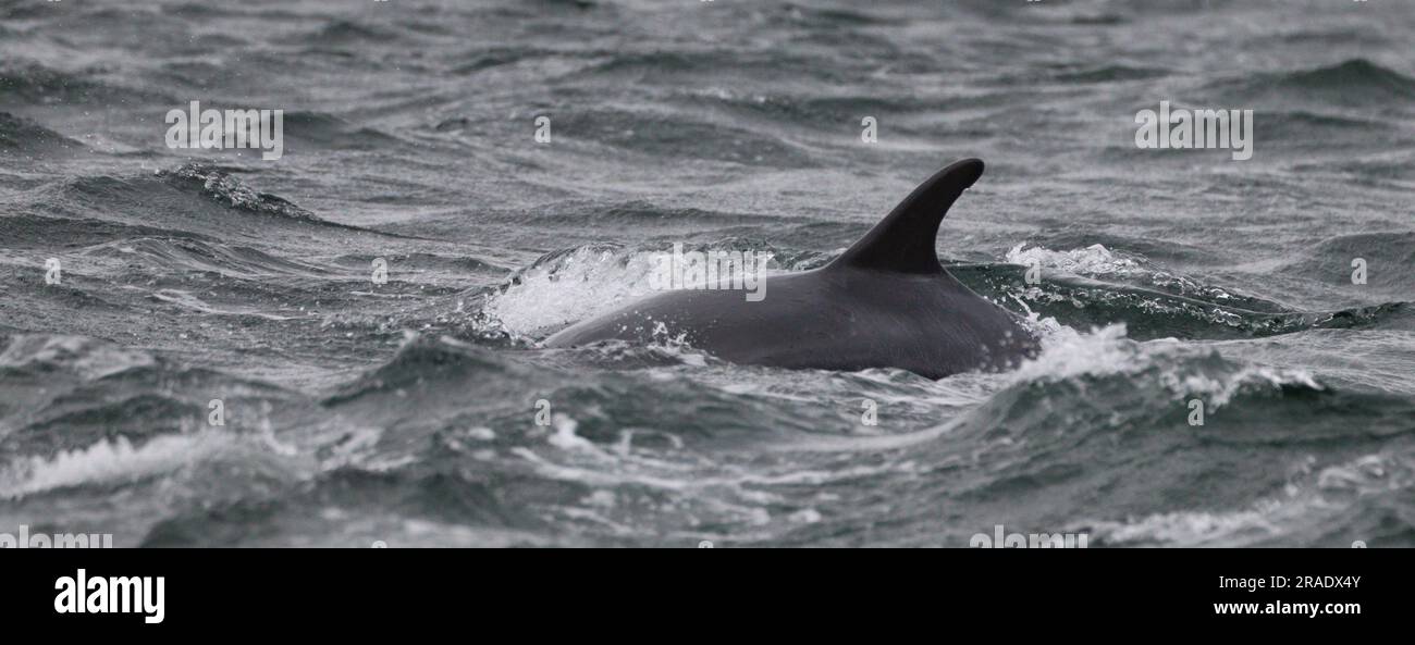 Dolphins at Chanonry Point, Scotland Stock Photo - Alamy