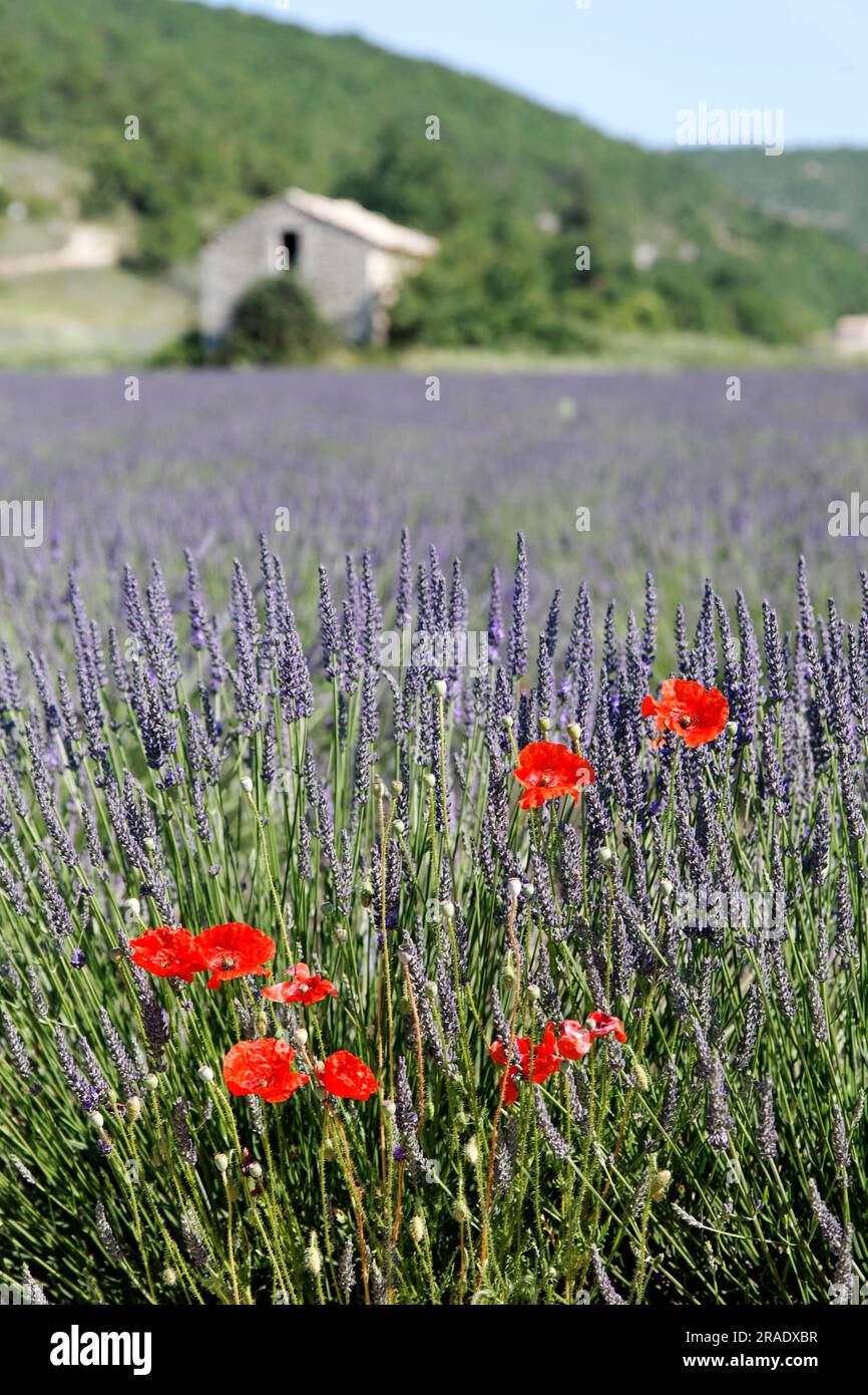 Lavender field corn poppy hi-res stock photography and images - Alamy
