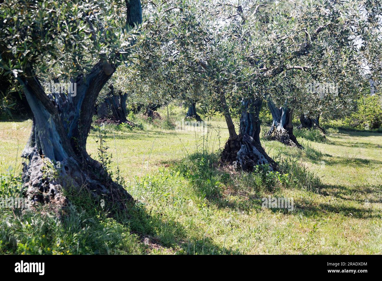 France olive forest hi-res stock photography and images - Alamy