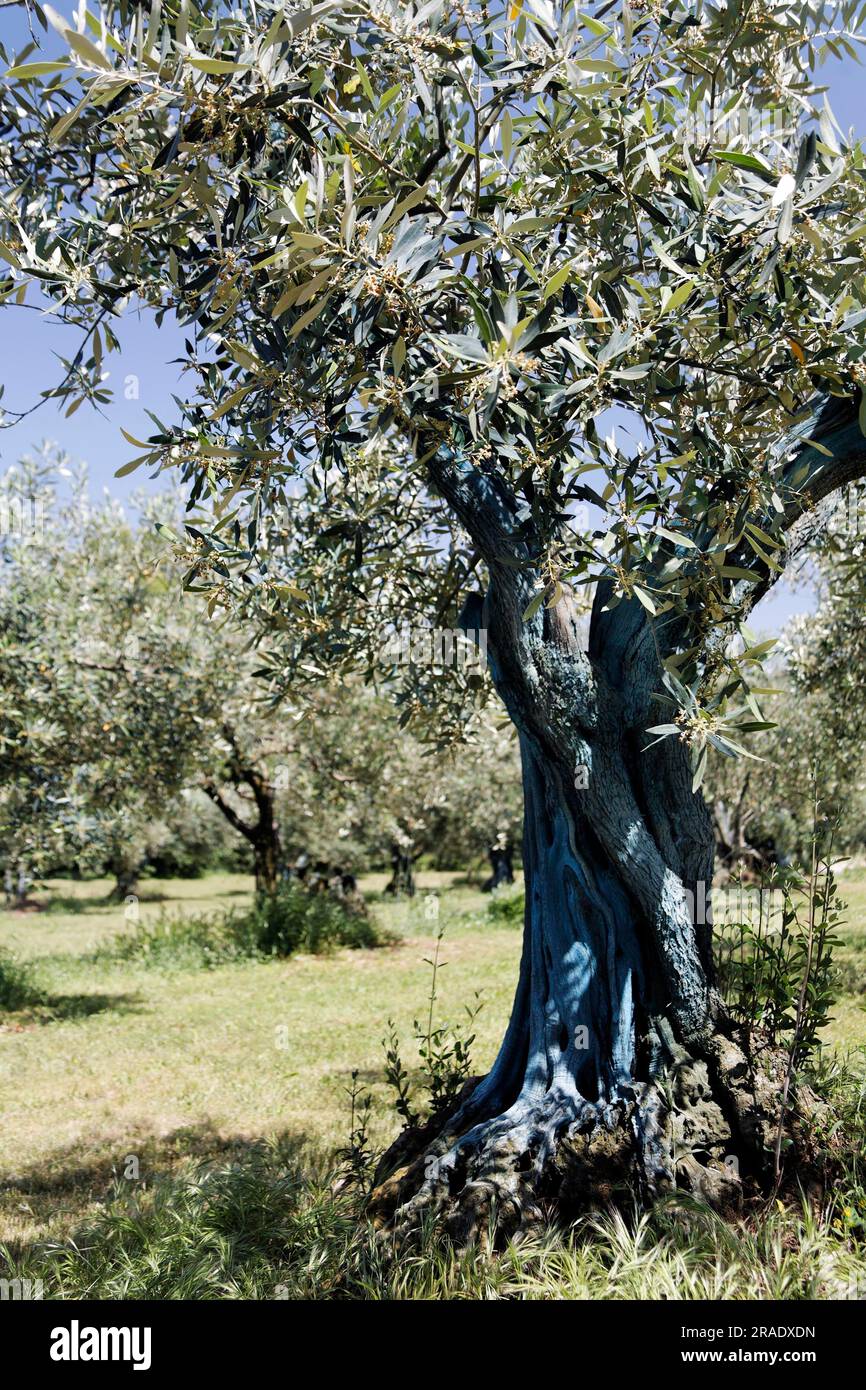 Shadowy grove hi-res stock photography and images - Alamy