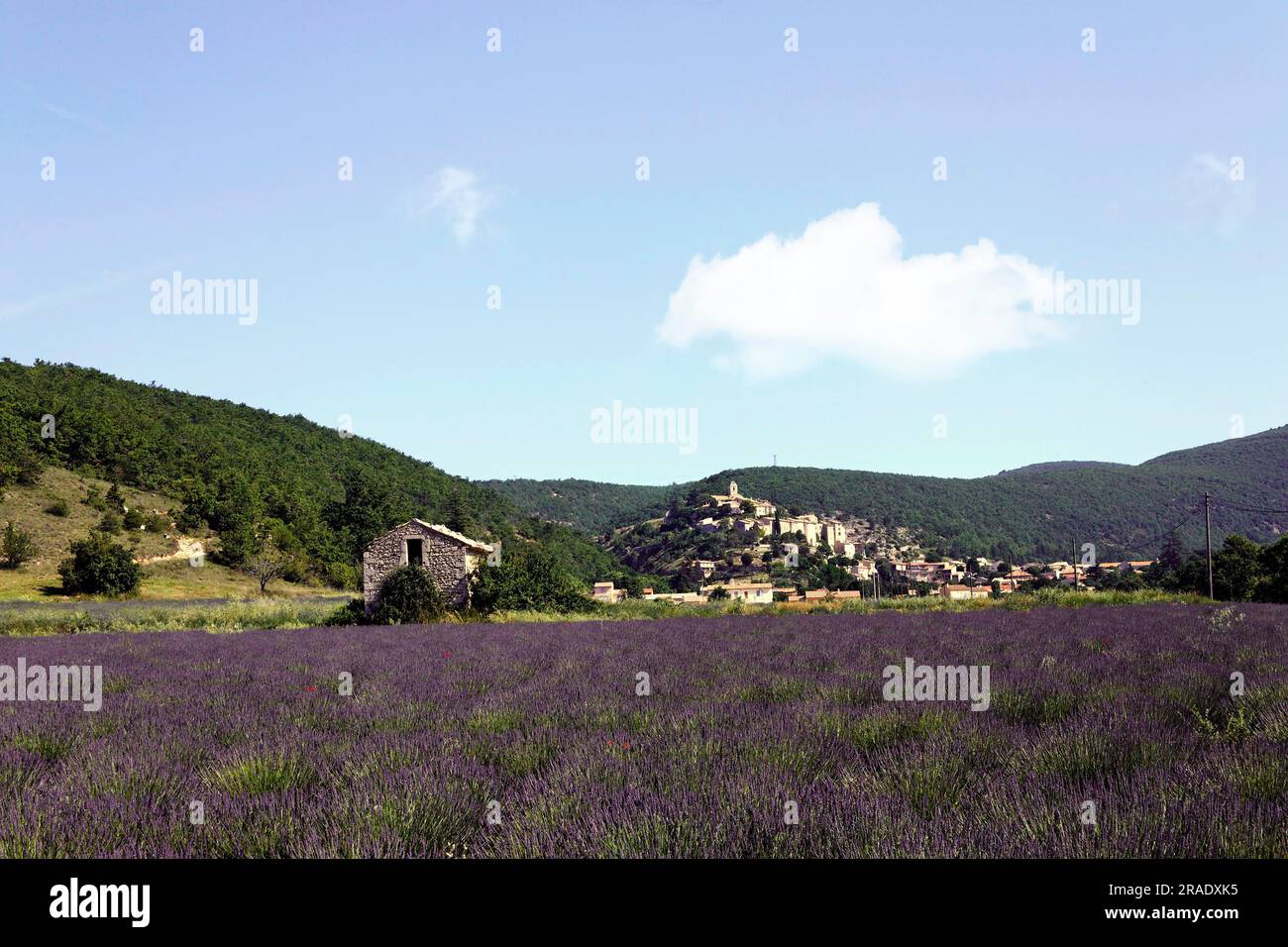 Lavender fields historic village hi-res stock photography and images ...