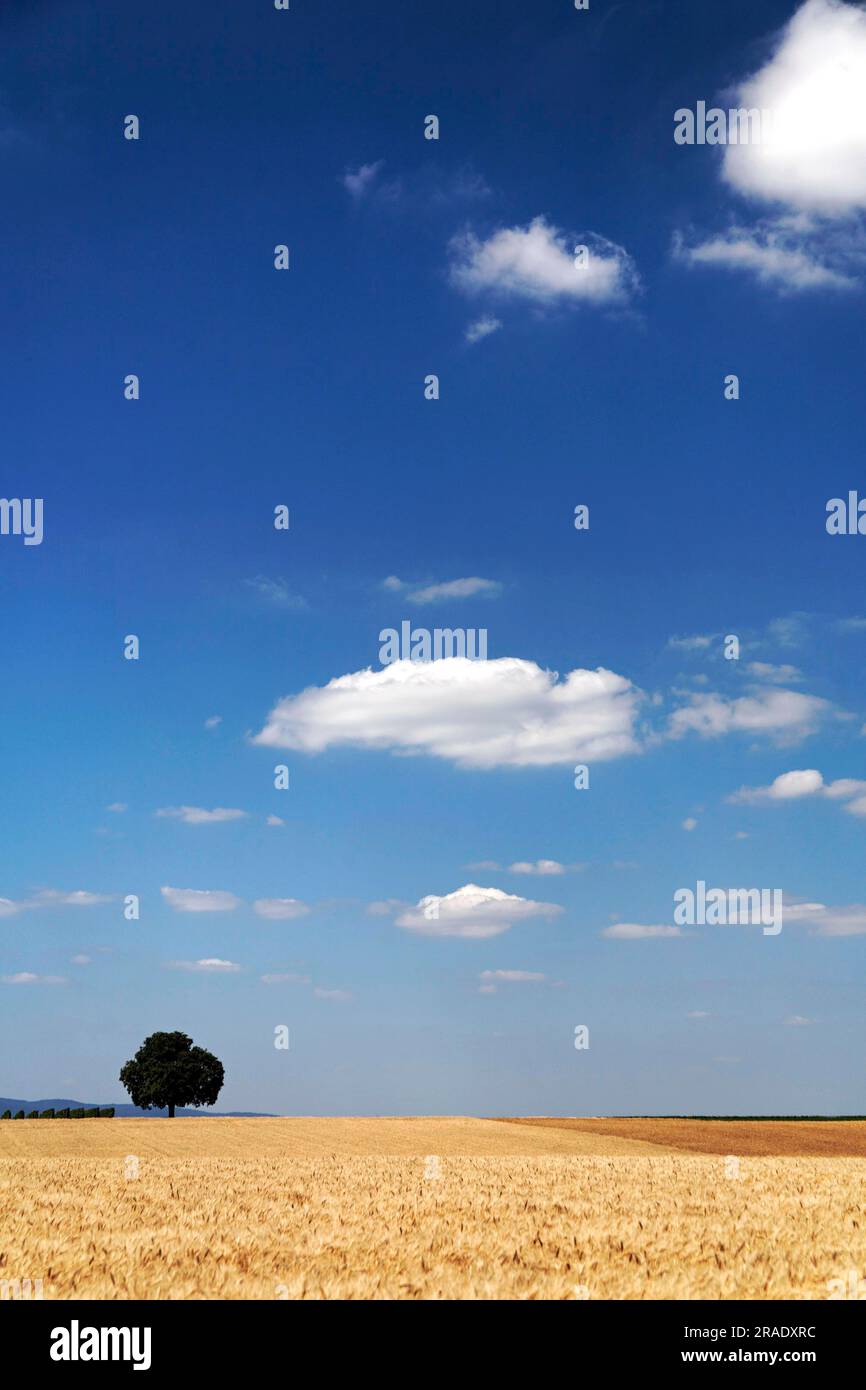Grain maturity hi-res stock photography and images - Alamy