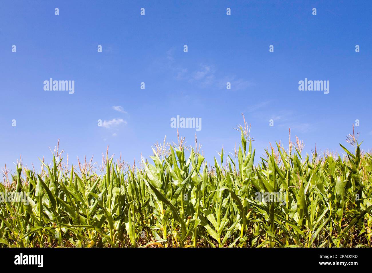 Maize farmland hi-res stock photography and images - Alamy