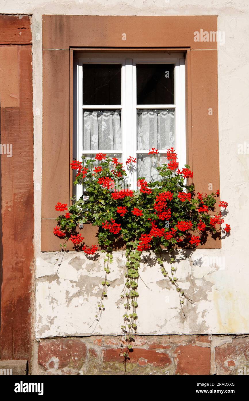 Climbing arrangements hi-res stock photography and images - Alamy