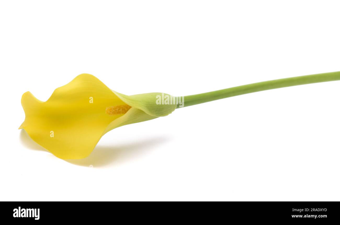 Yellow calla lily Cut Out Stock Images & Pictures - Alamy