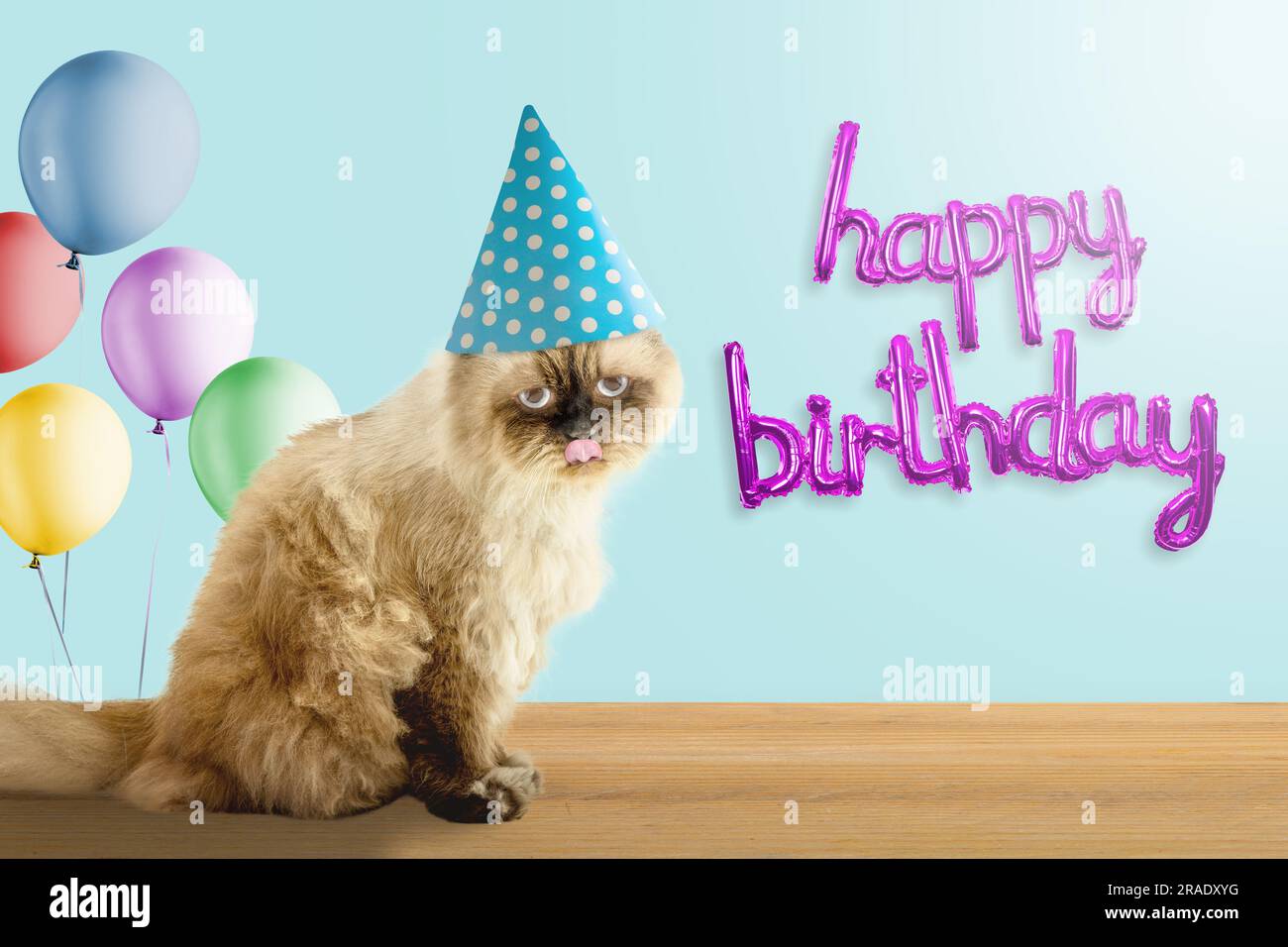 Cat celebrating birthday hi-res stock photography and images - Alamy