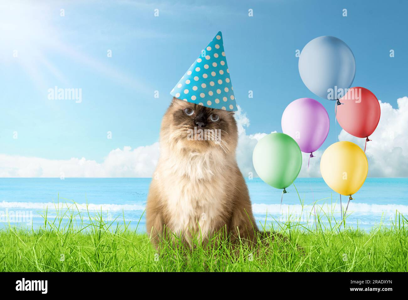 Cat celebrating birthday hi-res stock photography and images - Alamy