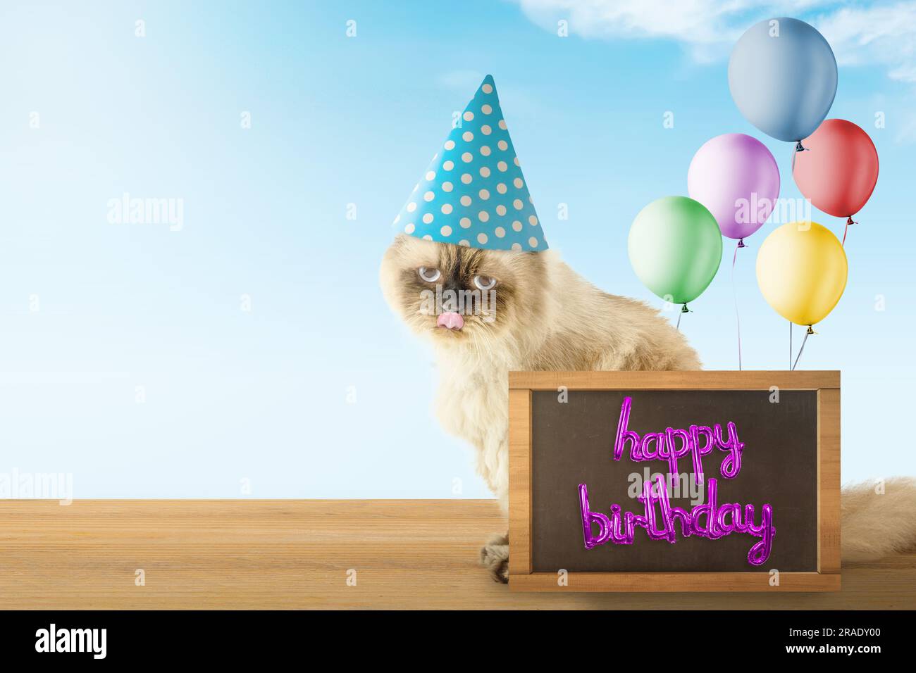 Cat celebrating birthday hi-res stock photography and images - Alamy