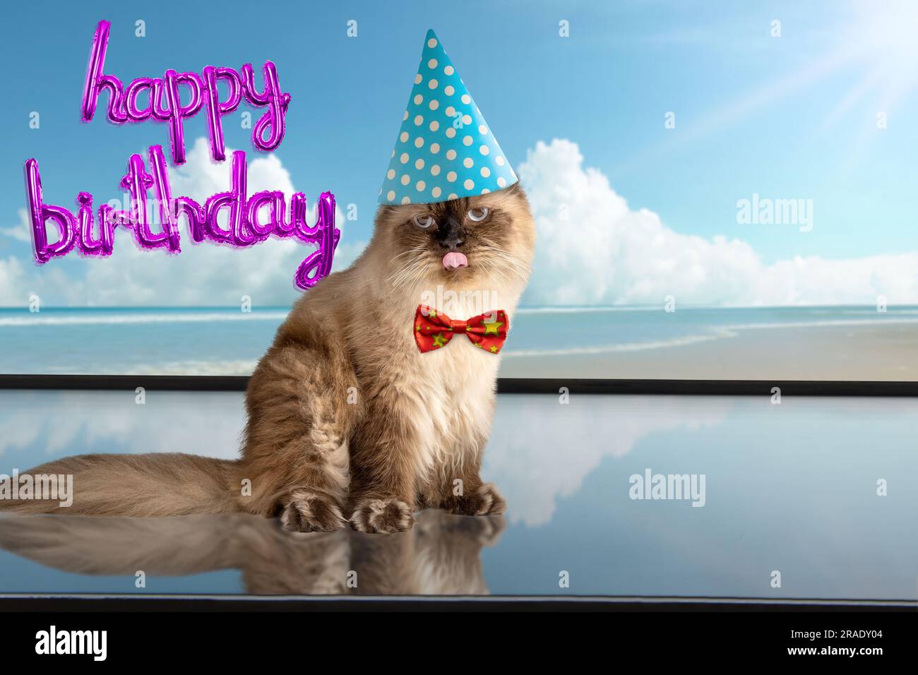 Cat celebrating birthday hi-res stock photography and images - Alamy