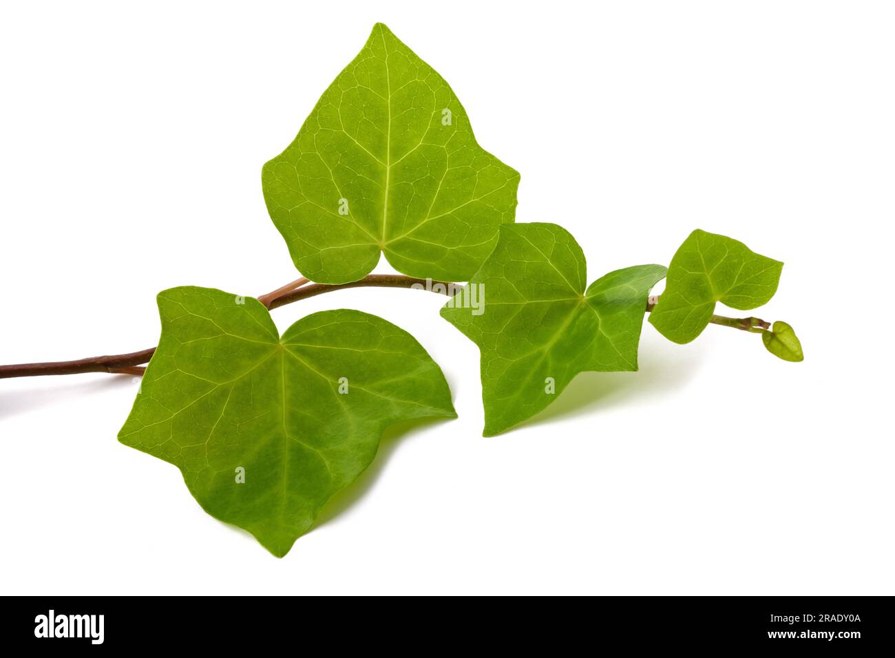 Ivy branch isolated on white background Stock Photo - Alamy