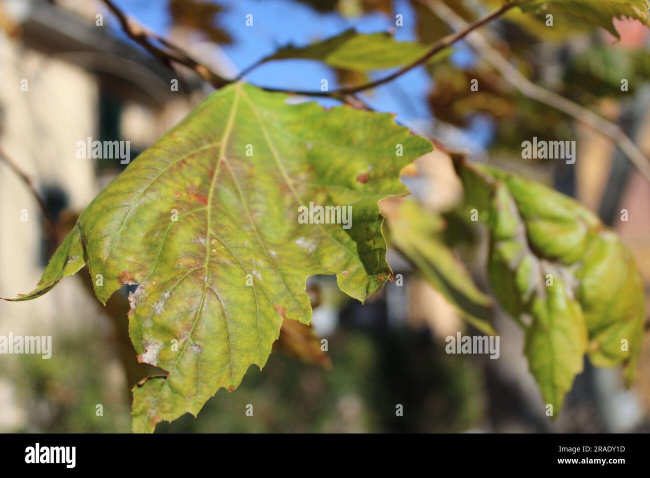 Autumnleaves macro hi-res stock photography and images - Alamy
