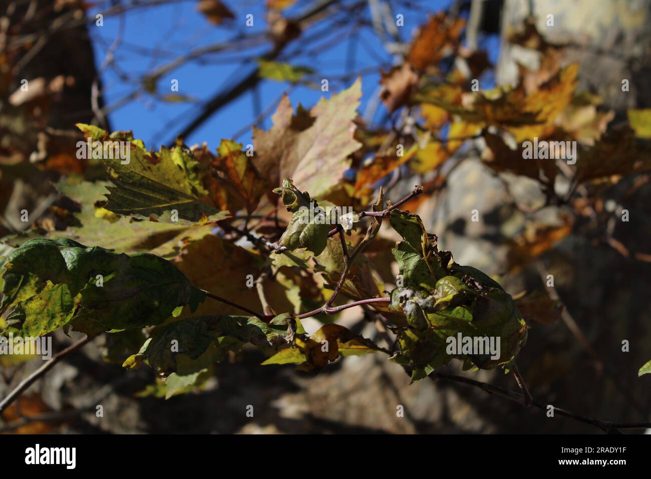 Plantsofinstagram hi-res stock photography and images - Alamy