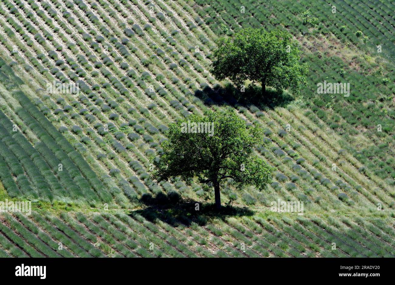 Trees in the lavender field Stock Photo - Alamy