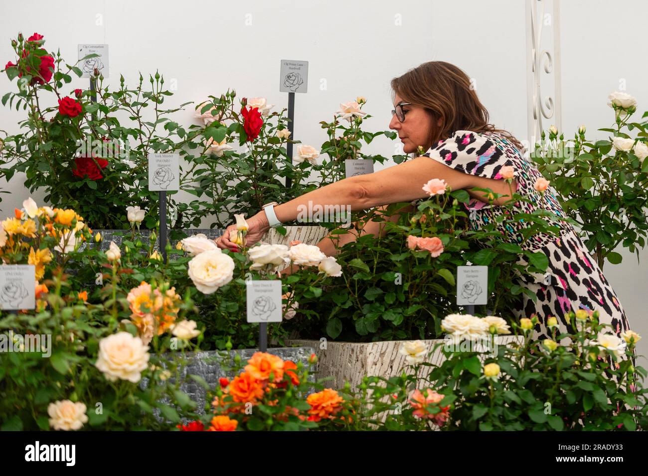 London, UK. 3 July 2023. A staff member at work at the Harkness Rose ...