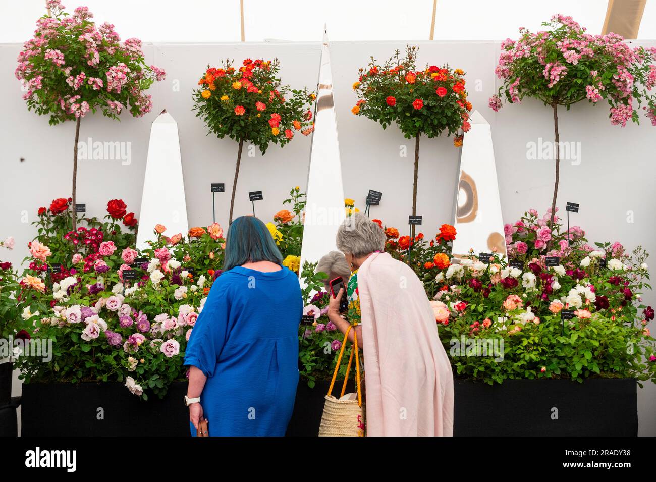 Hampton court palace flower show rose hi-res stock photography and ...