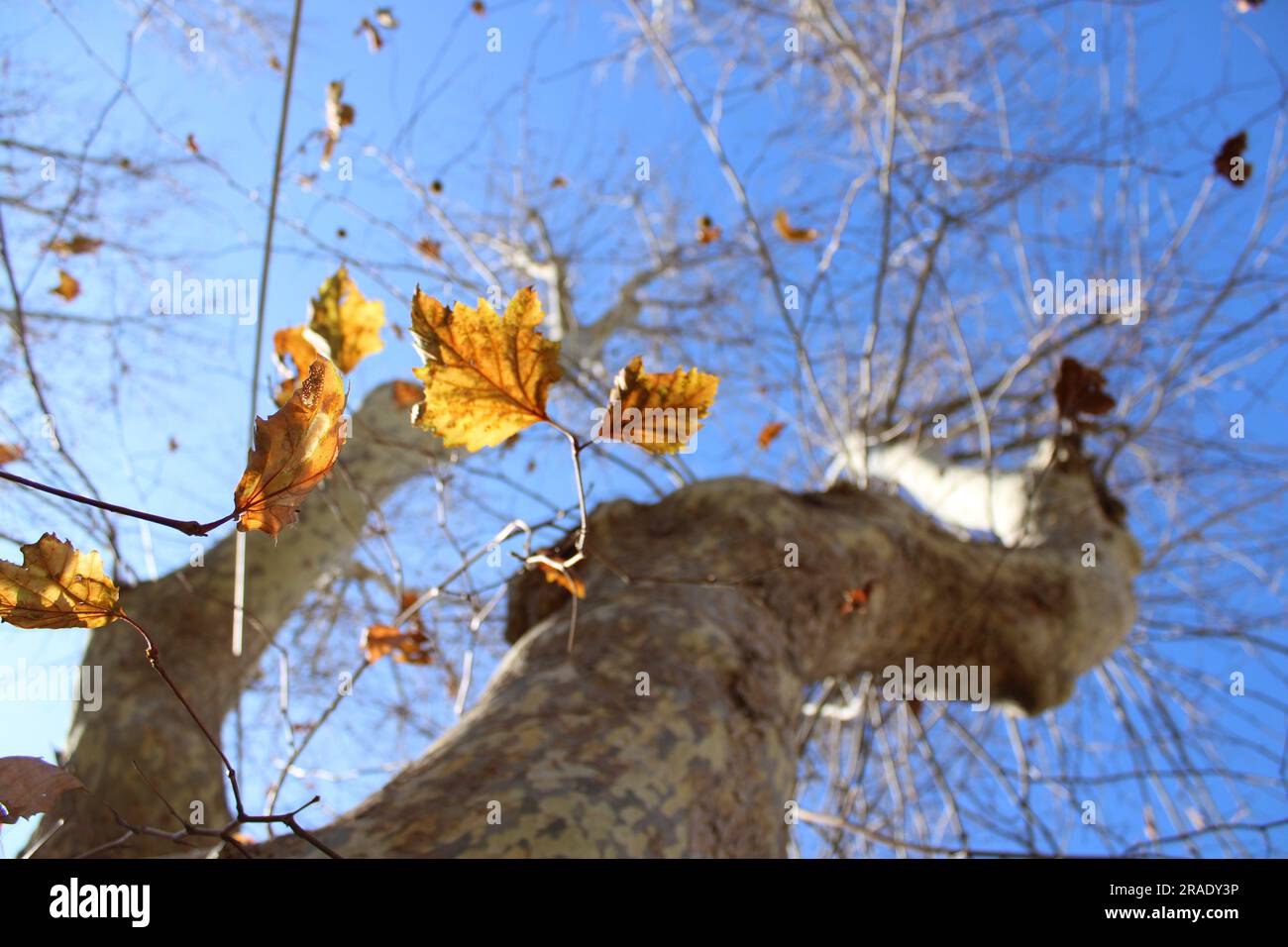 Autumnleaves macro hi-res stock photography and images - Alamy